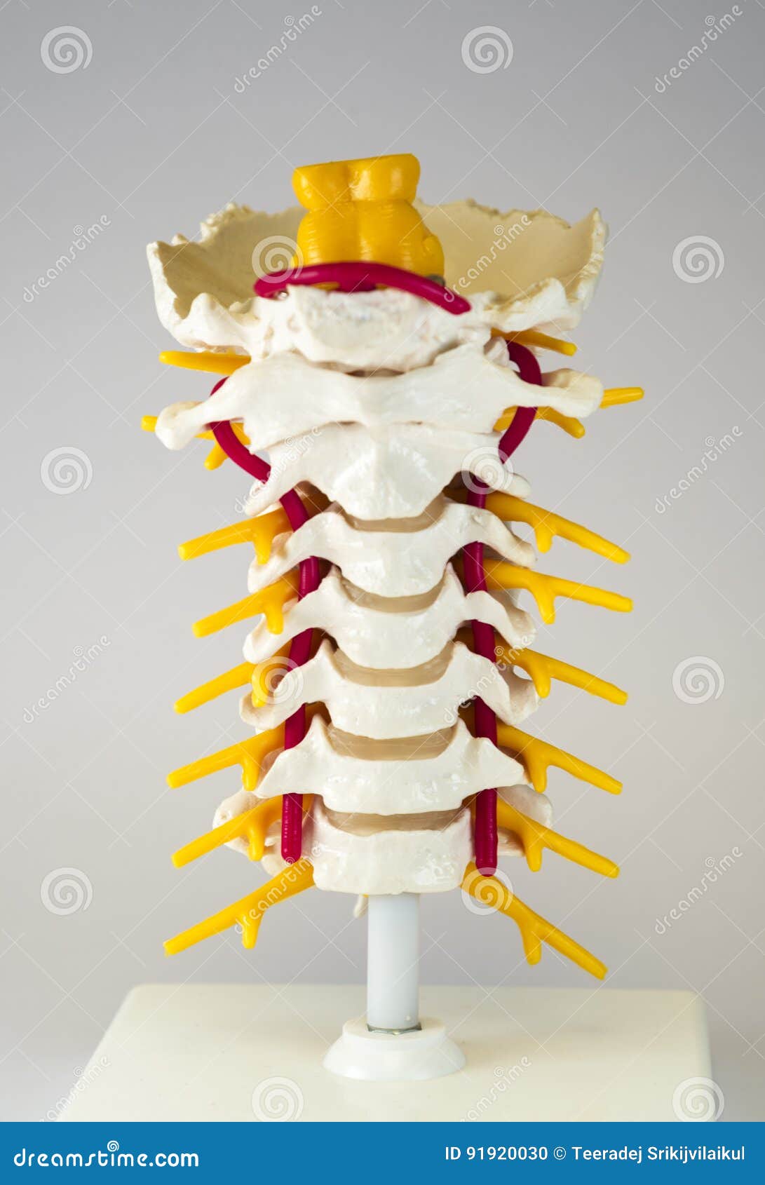 Artificial Human Cervical Spine Model Stock Photo | CartoonDealer.com ...