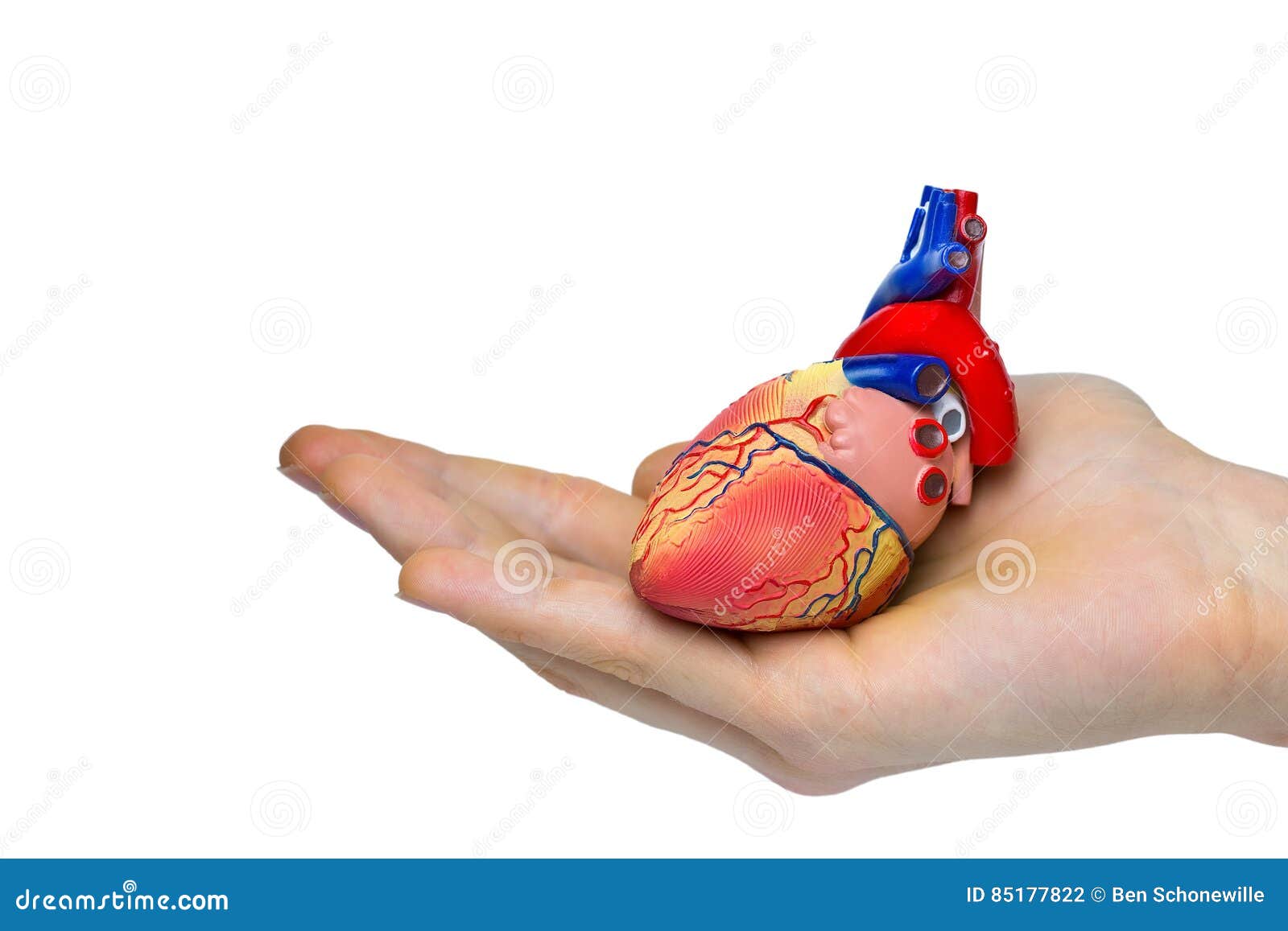 Artificial Human Heart Model on Hand Stock Photo - Image of life, blood ...