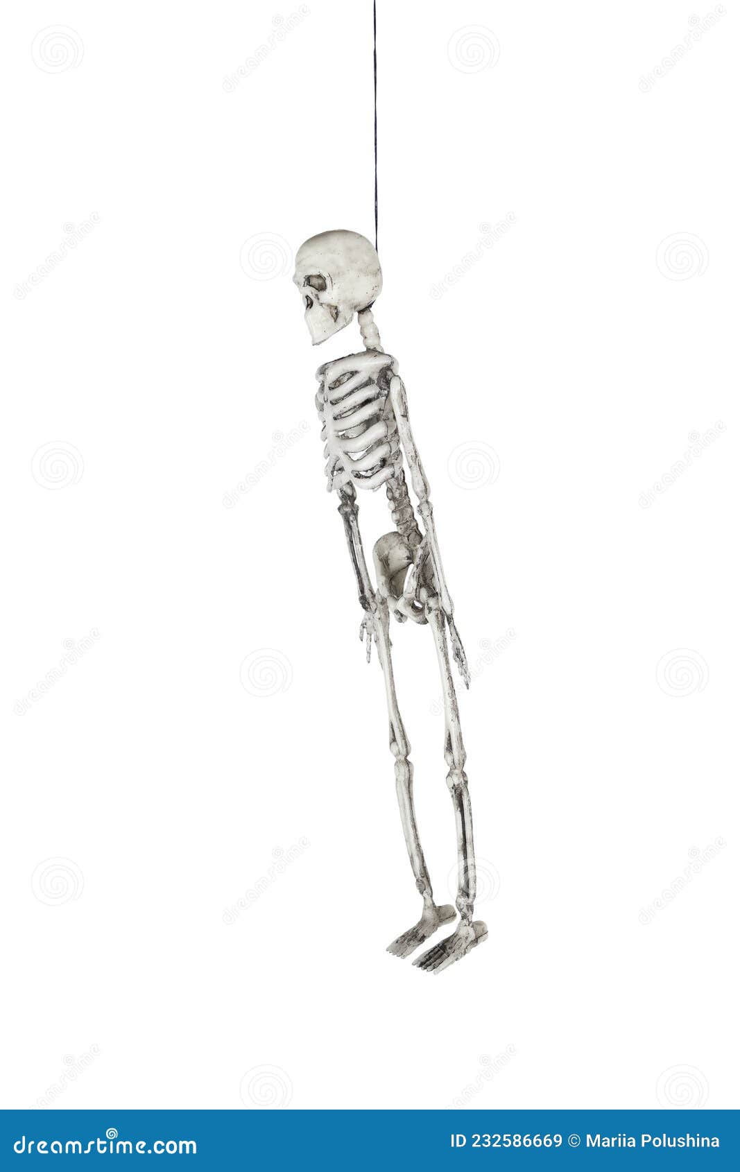 Artificial Human Skeleton Hanging by the Neck on a Thin Black Rope ...