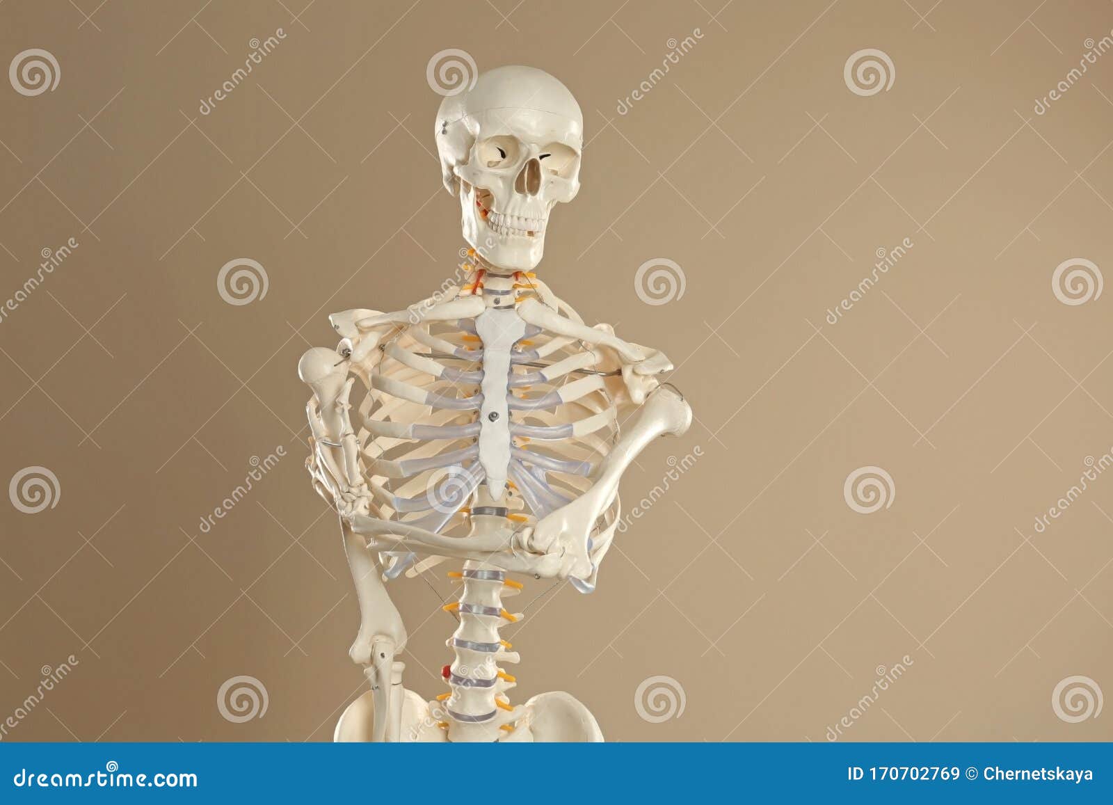 Artificial Human Skeleton Model on Beige Background Stock Image - Image ...