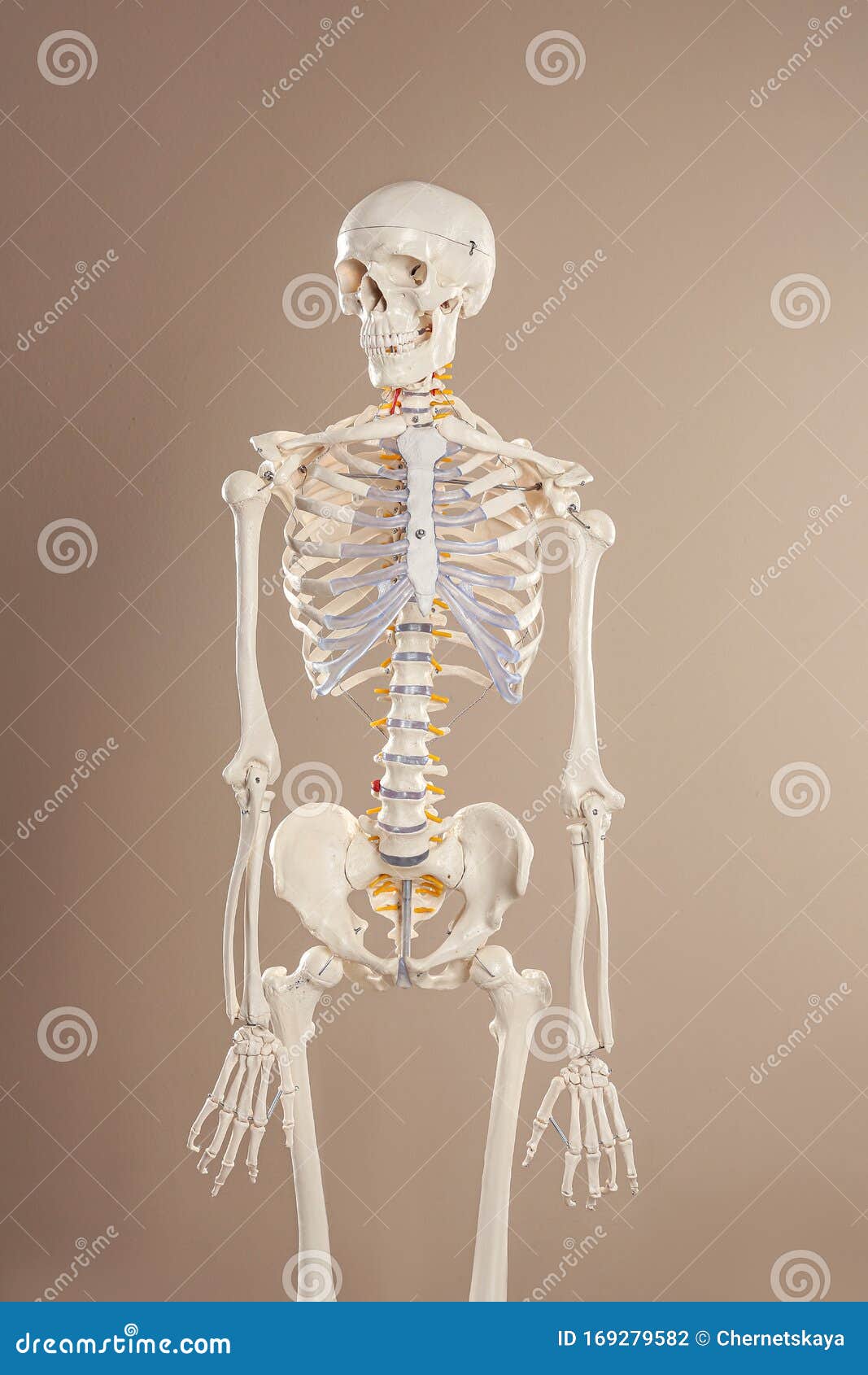 2,475 Human Skeleton Design Stock Photos - Free & Royalty-Free Stock ...
