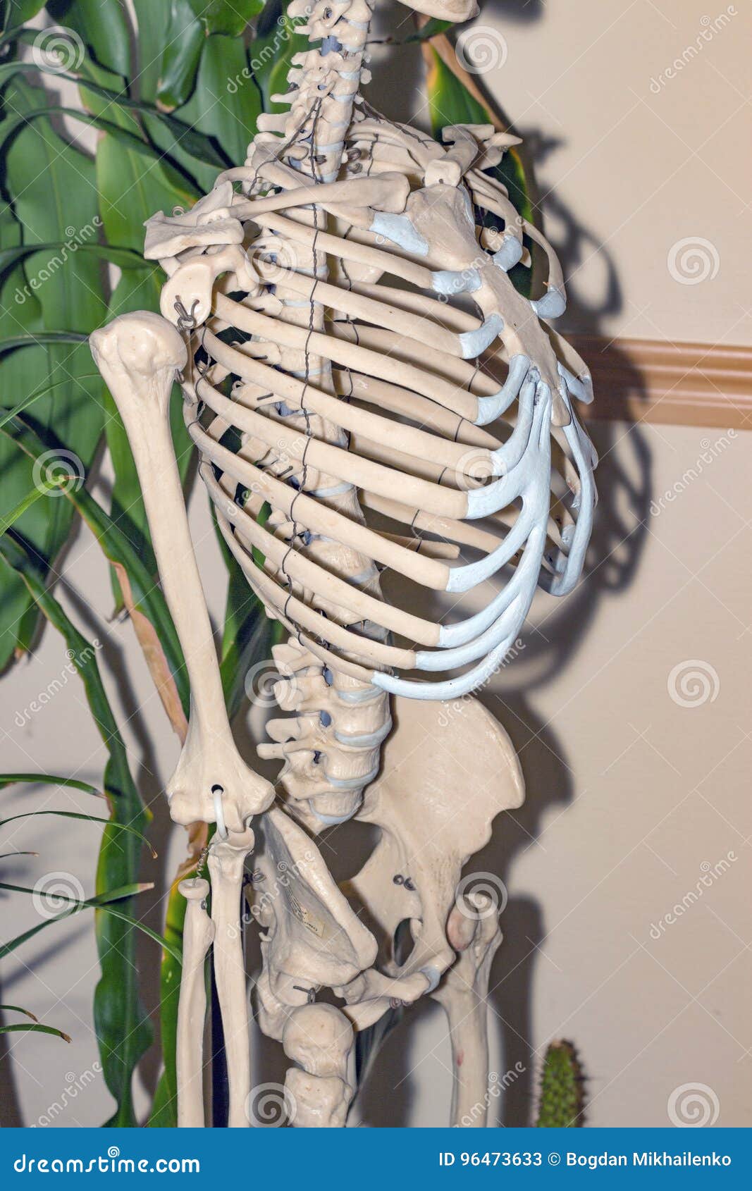 Artificial Human Skeleton, a Visual Aid for Biology, Medicine Stock ...