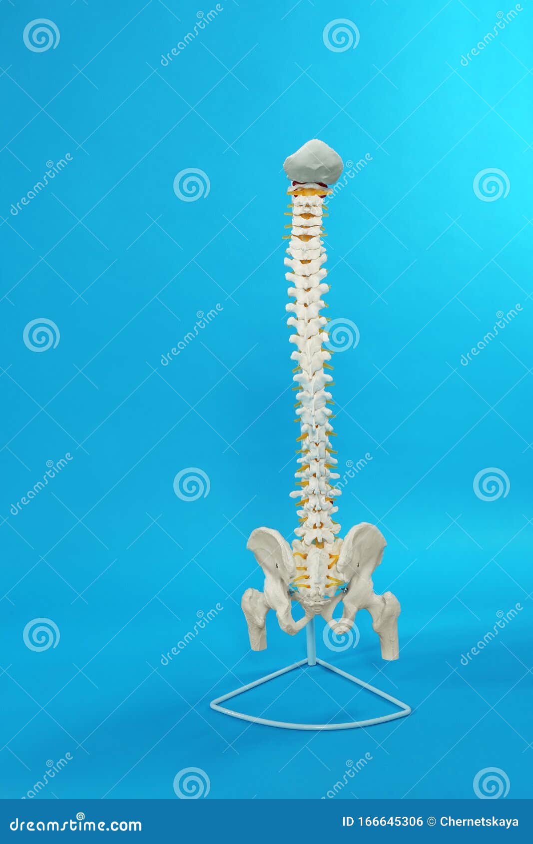Artificial Human Spine Model on Background Stock Photo - Image of ...