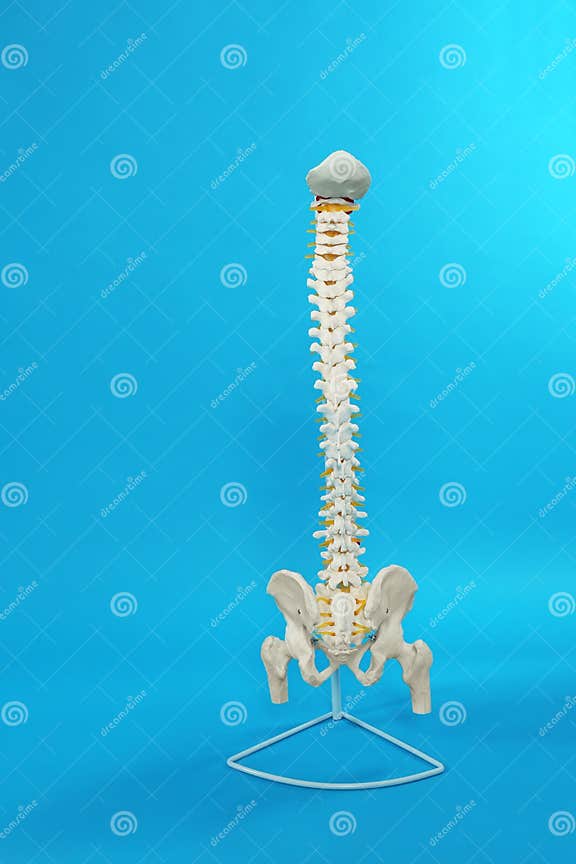 Artificial Human Spine Model on Background Stock Photo - Image of ...