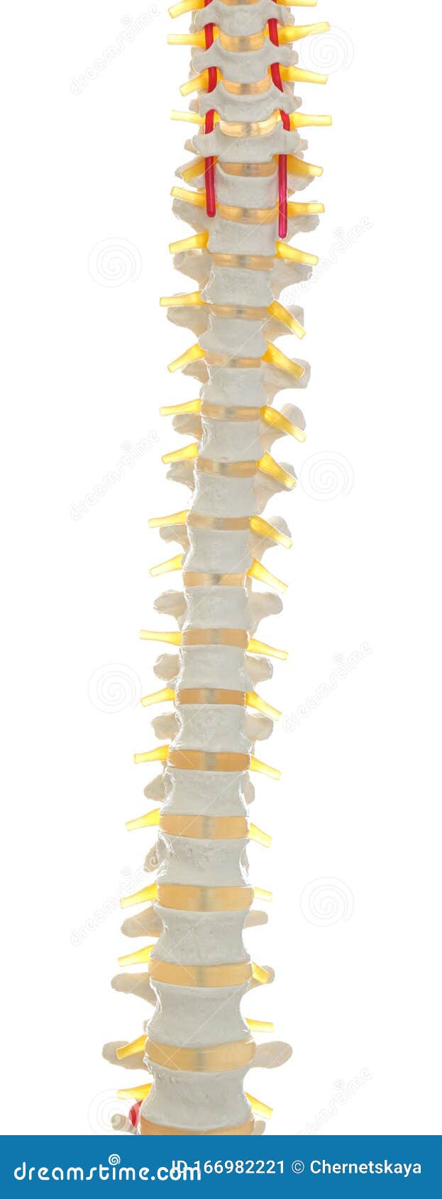Artificial Human Spine Model Isolated on White Stock Image - Image of ...