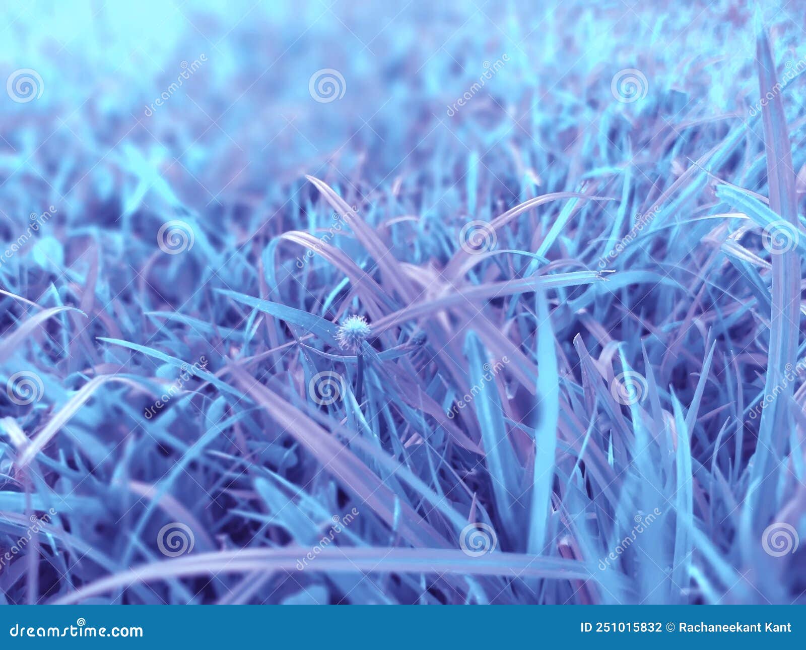 Background of Blue Patterned Texture of Grass. Stock Photo - Image of ...