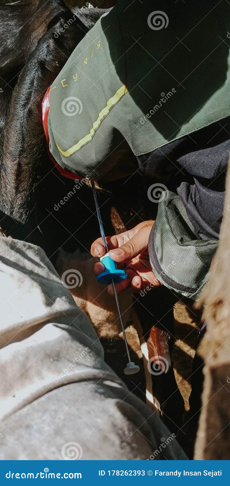 Artificial Insemination on Cattle Cow Stock Image - Image of livestock ...