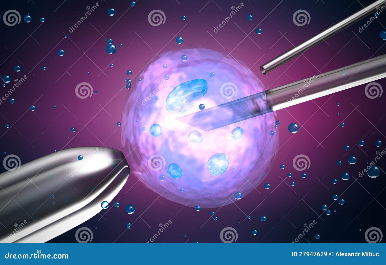 Artificial Insemination : Glass Needle Fertilizing a Female Egg Stock ...