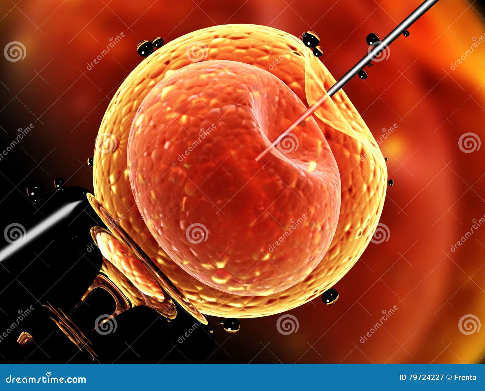 Artificial Insemination. Needle Puncture the Cell Membrane Stock ...