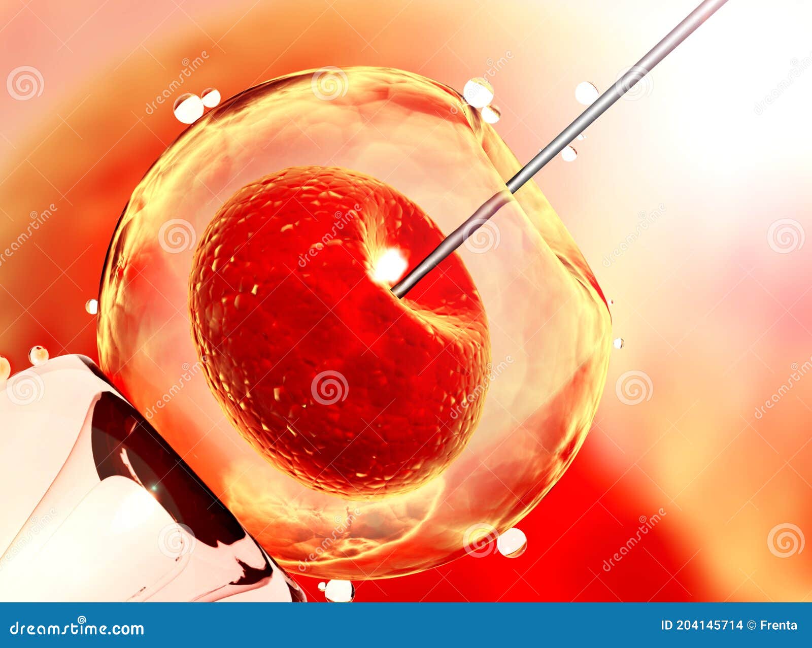 Artificial Insemination. Needle Puncture the Cell Membrane Stock ...