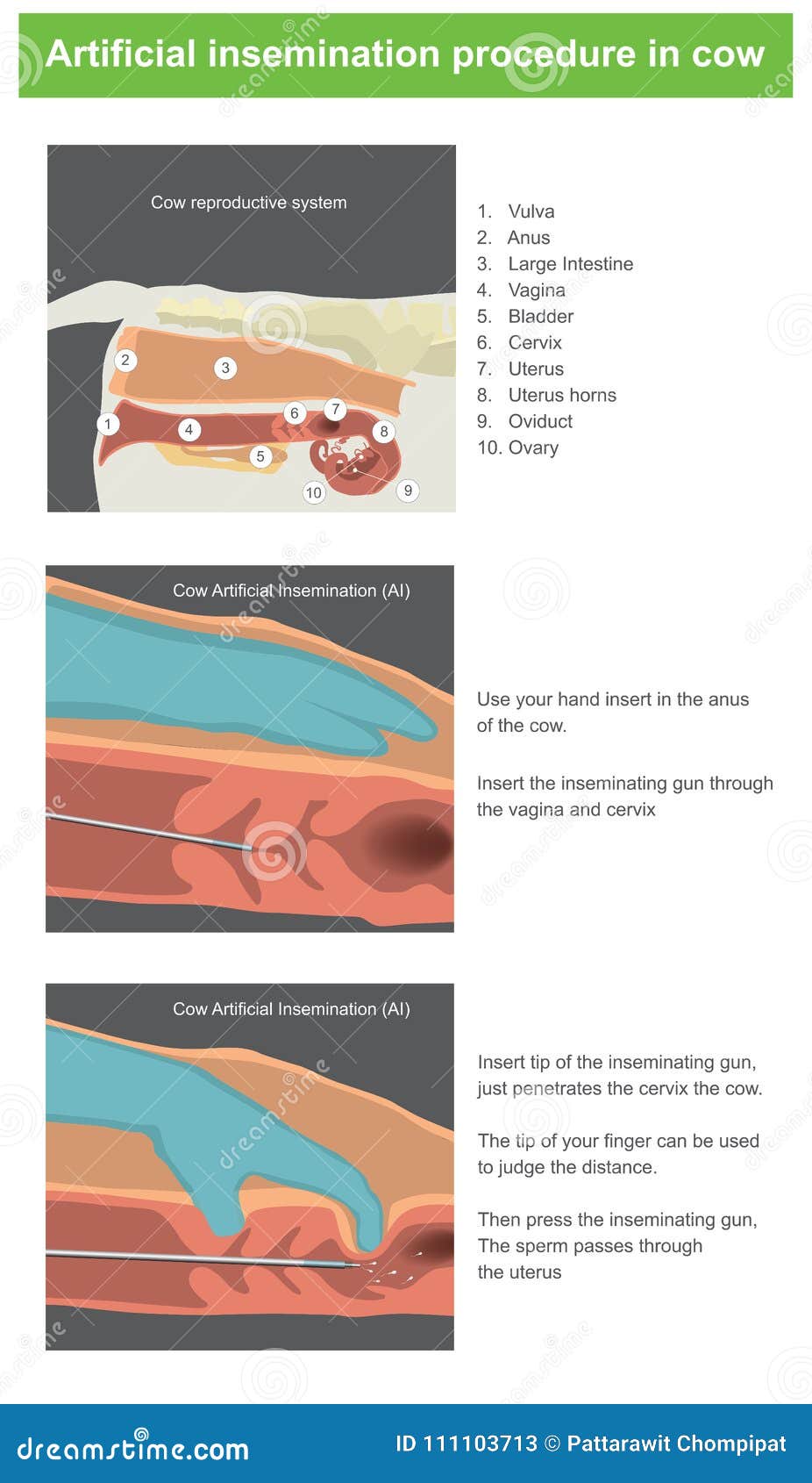 Artificial Insemination Procedure in Cow Stock Vector - Illustration of ...