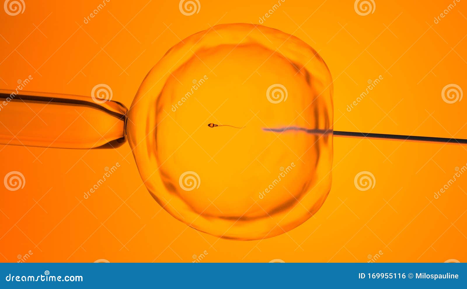 Artificial Insemination or in Vitro Fertilization, 3D-rendering Stock ...