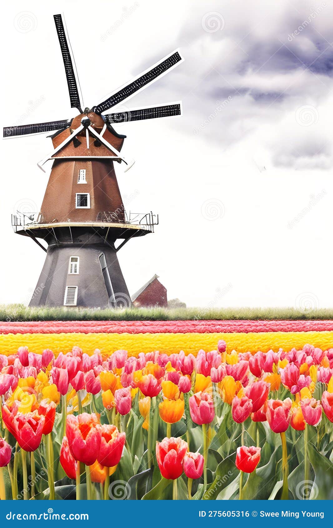 Image of Tulip Fields, Fluffy Clouds and Windmill in the Beautiful ...