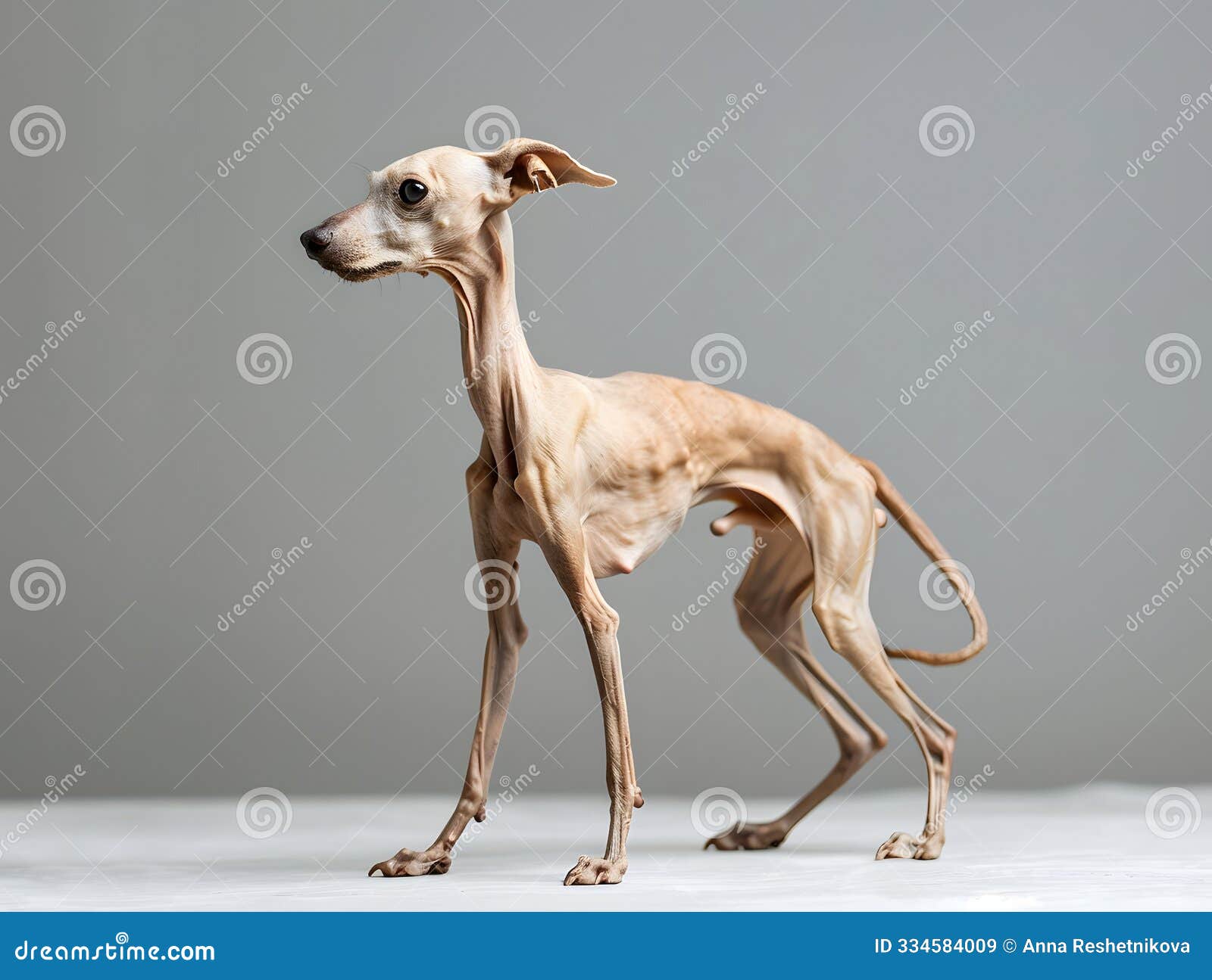 Artificial Intelligence. Very Skinny Italian Greyhound. Stock Image ...