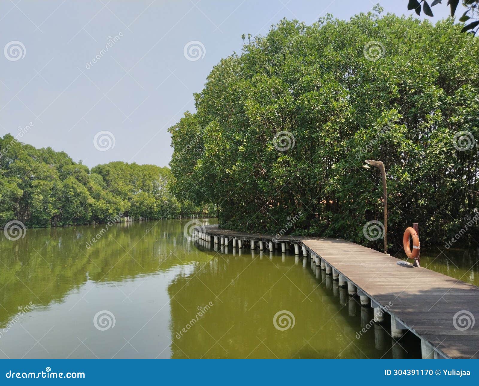 Artificial Lake Containing with Mangrove Trees Stock Photo - Image of ...