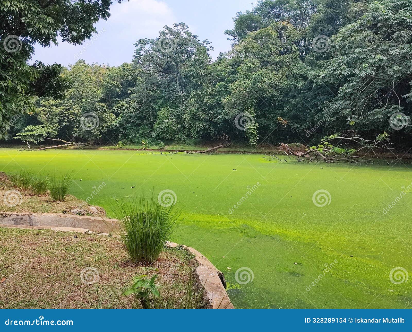 The Artificial Lake at the University of Indonesia is Filled with Algae ...