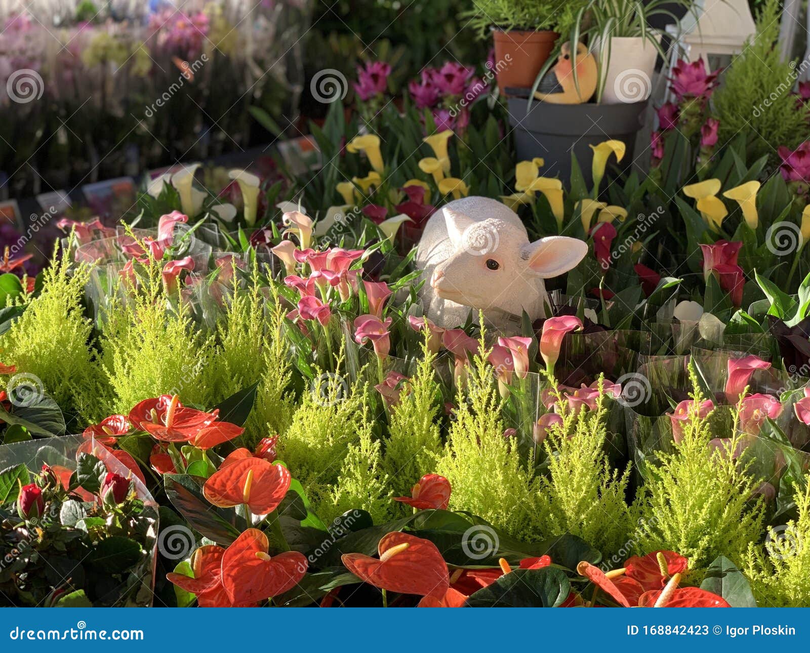 Artificial lamb in flowers stock image. Image of asian - 168842423