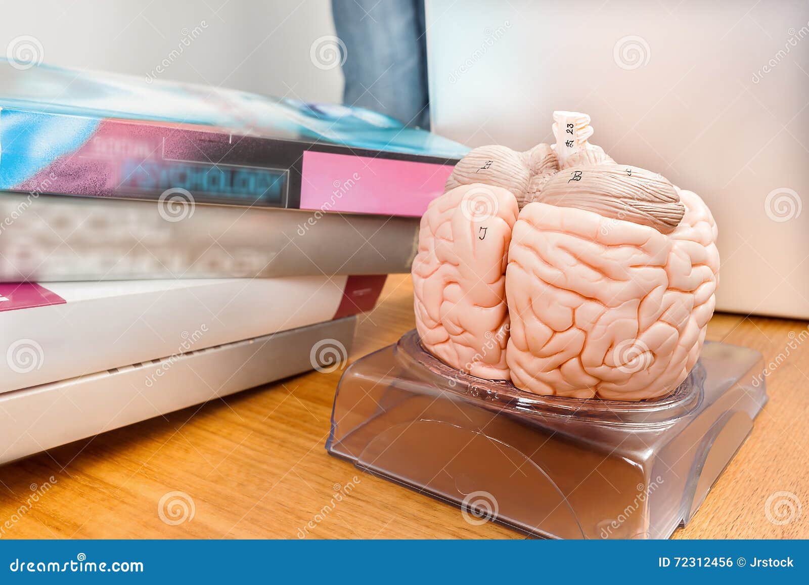 Artificial Model of a Human Brain on the Wooden Table Stock Photo ...