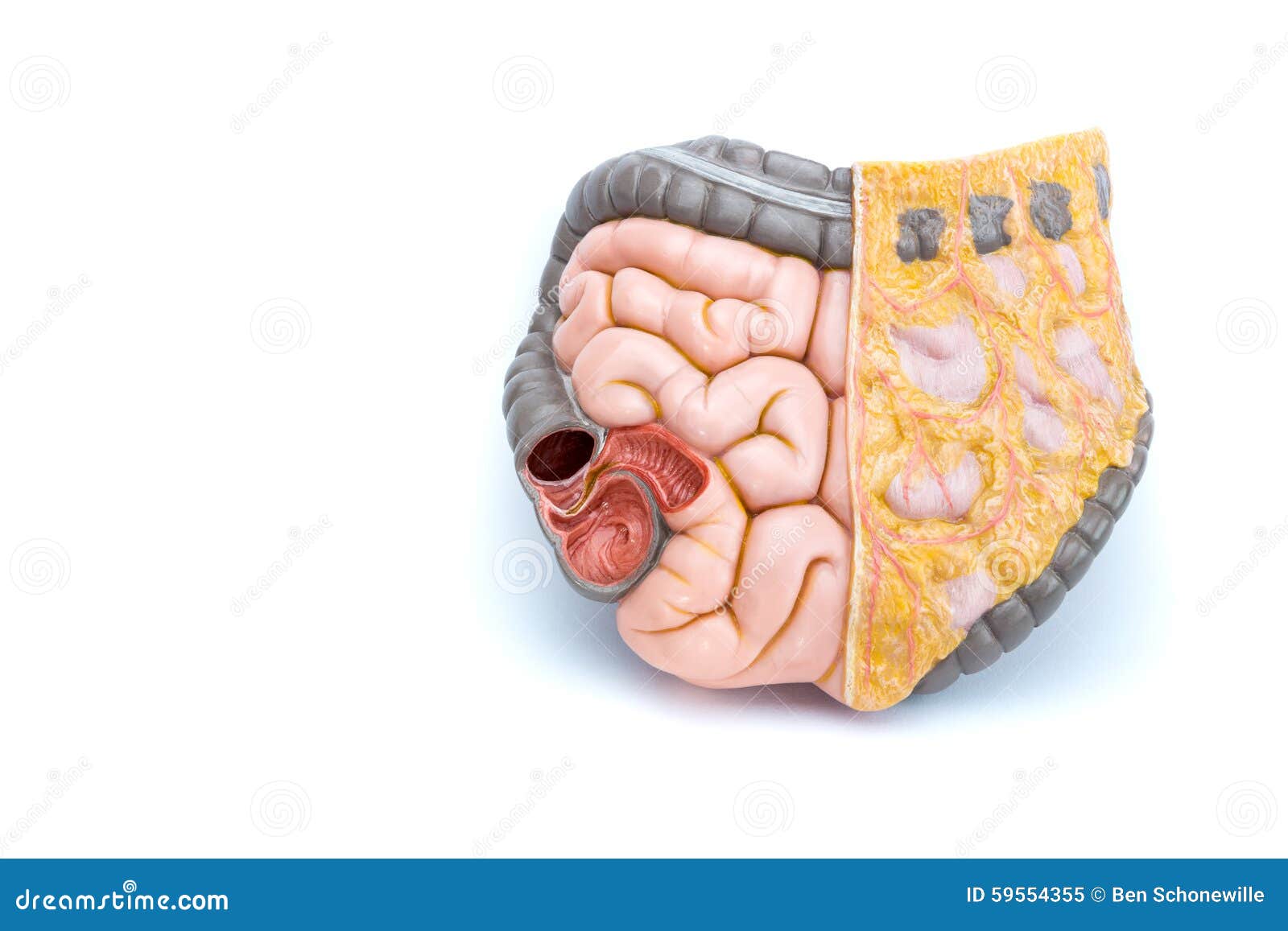 Artificial Model of Human Intestines Stock Image - Image of ...