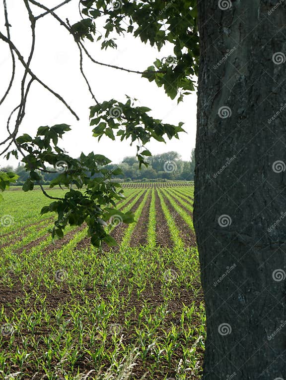 Rows of Maize Corn Behind a Tree Stock Image - Image of soil, hedegrow ...