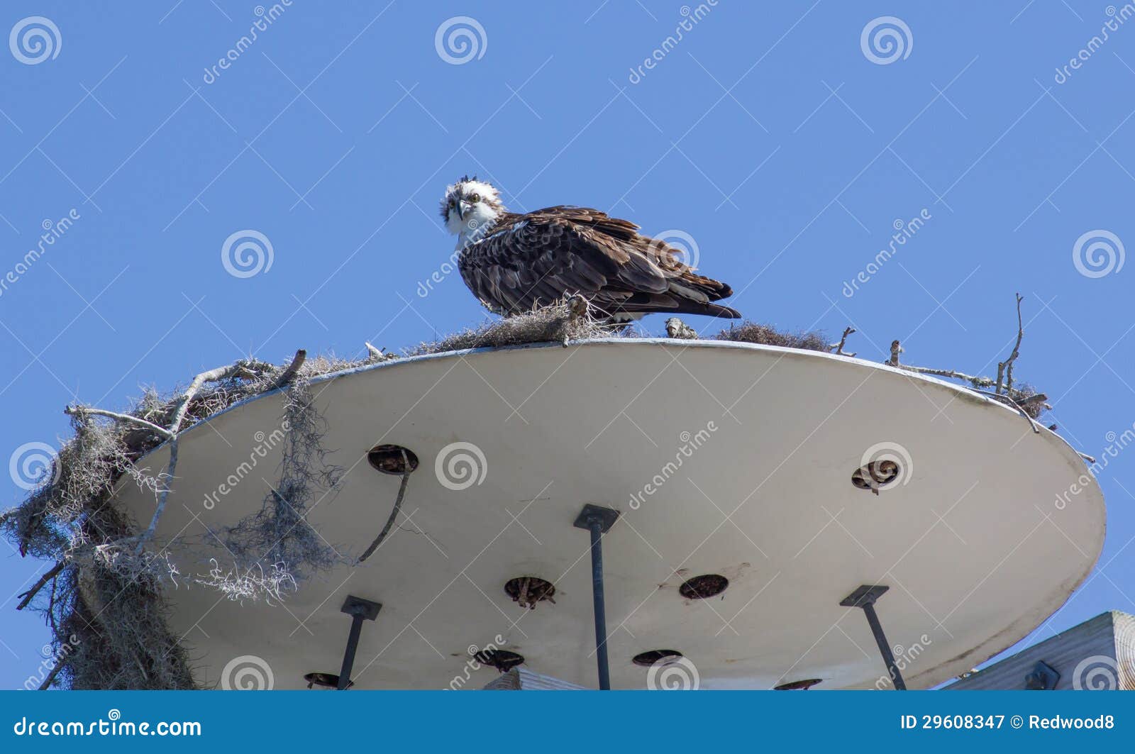 Osprey Platform Nest With Approaching Flying Osprey Mate Stock Photo ...