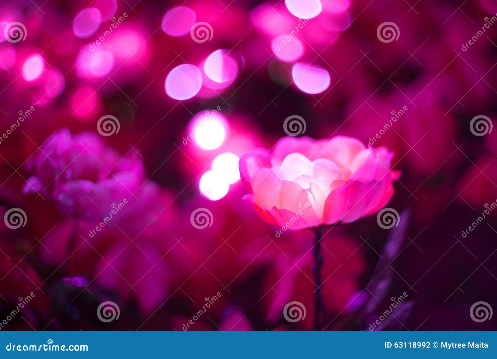 Artificial Pink Flower Has Led Light in it. Stock Photo - Image of ...
