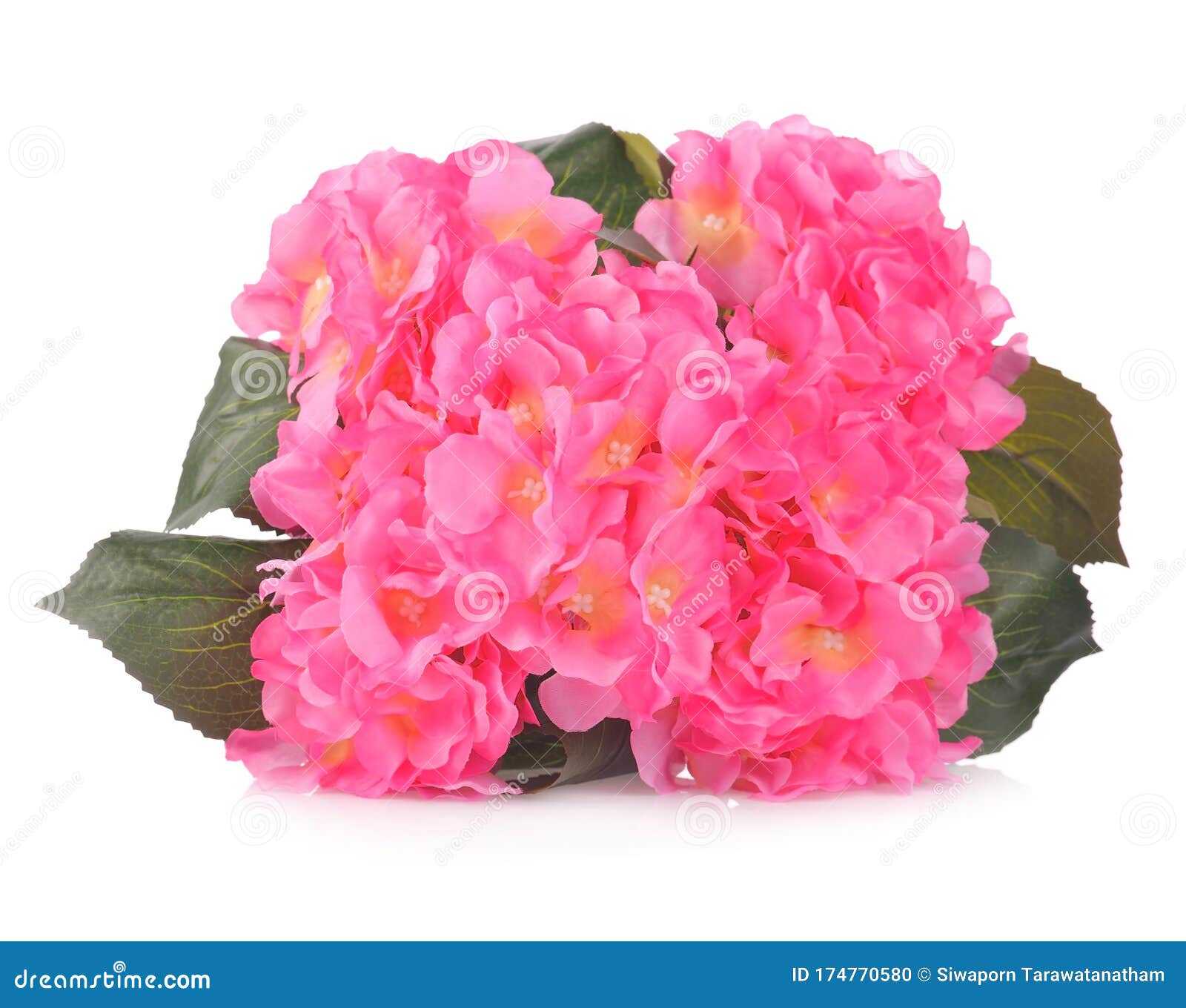 Artificial Pink Hydrangea Flowers Isolated on White Background Stock ...