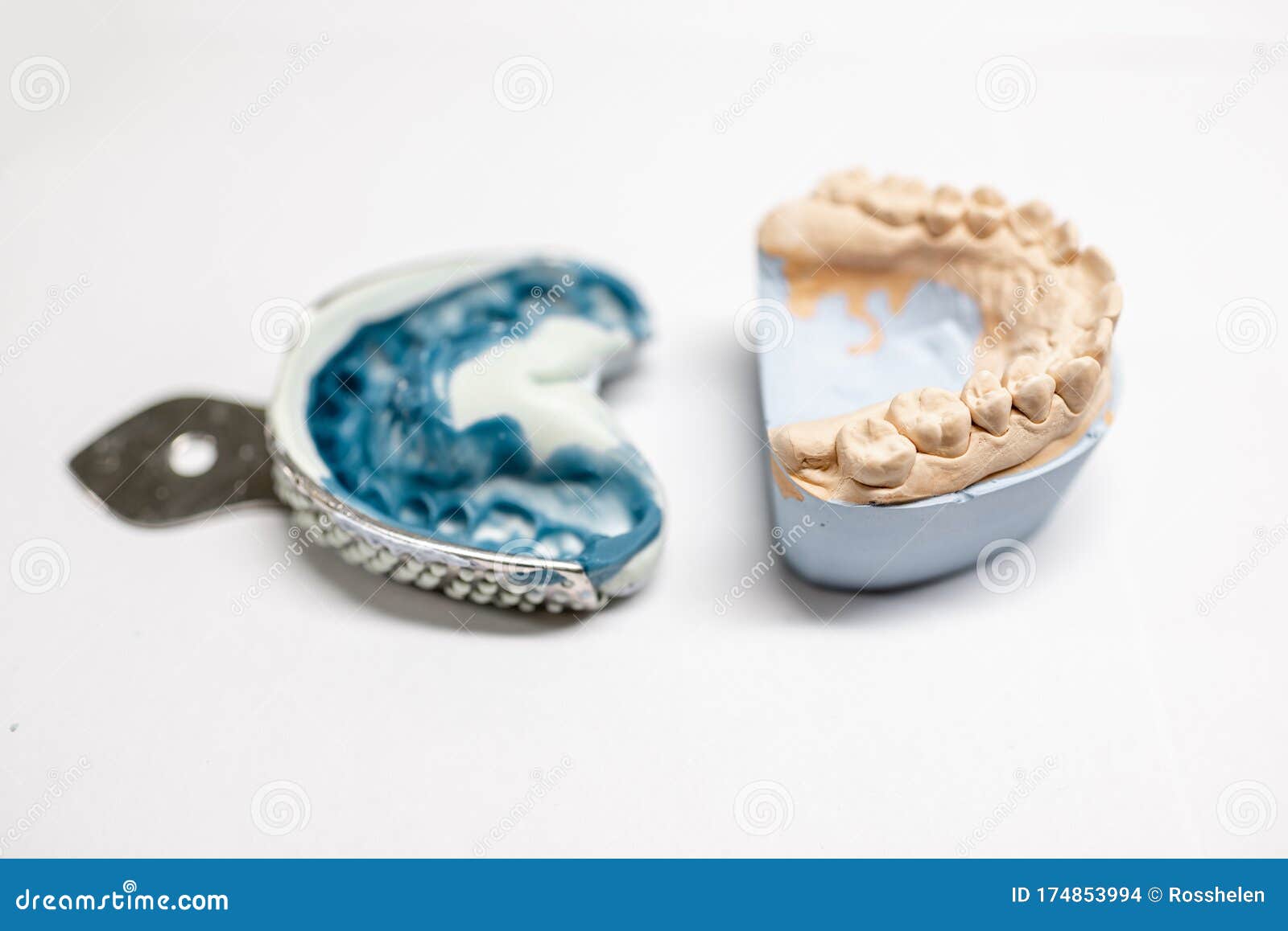 Artificial Plaster Jaw Model with Impression Stock Photo - Image of ...