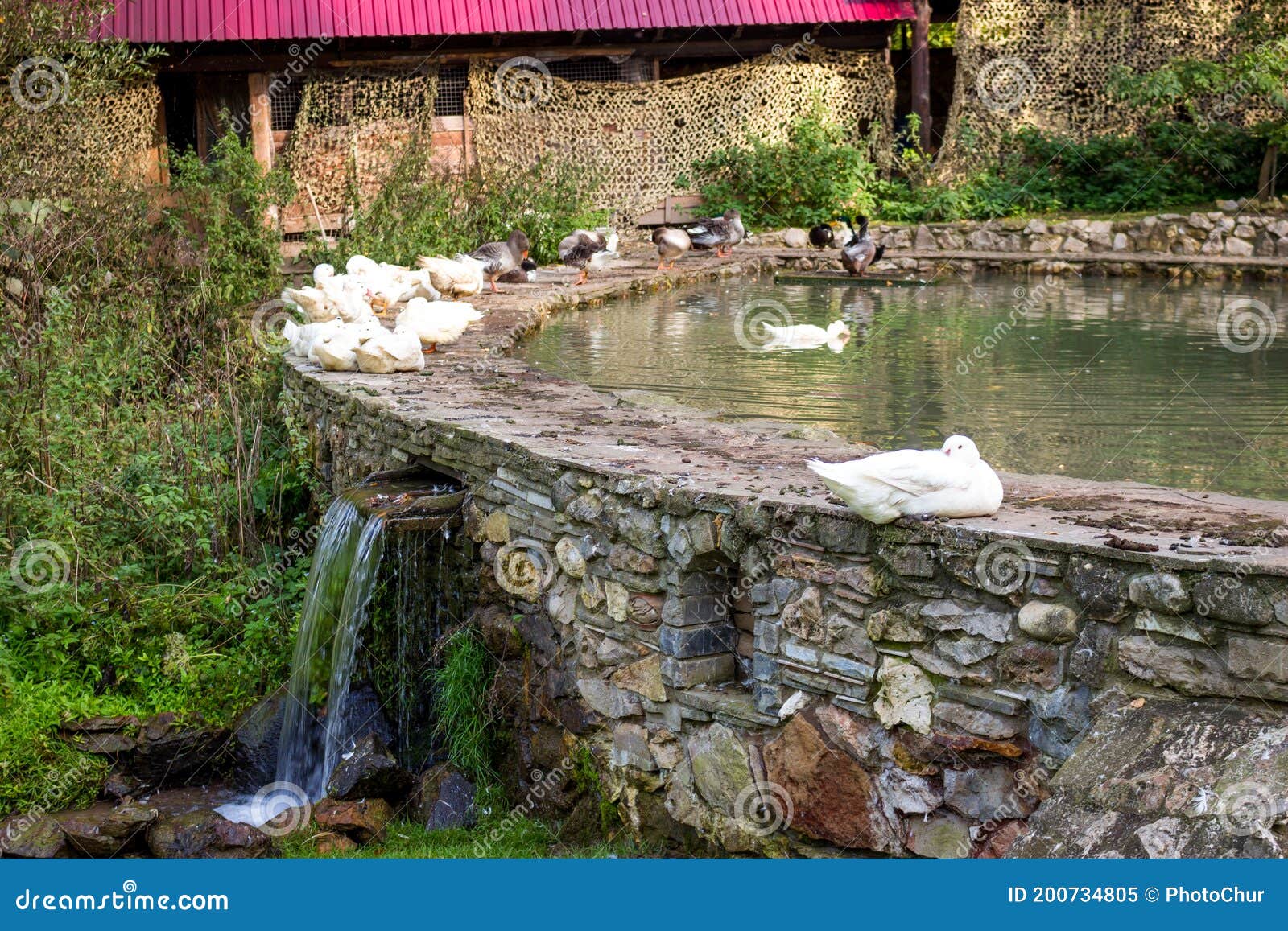 An Artificial Pond Made of Stone and Ducks Resting Stock Image - Image ...