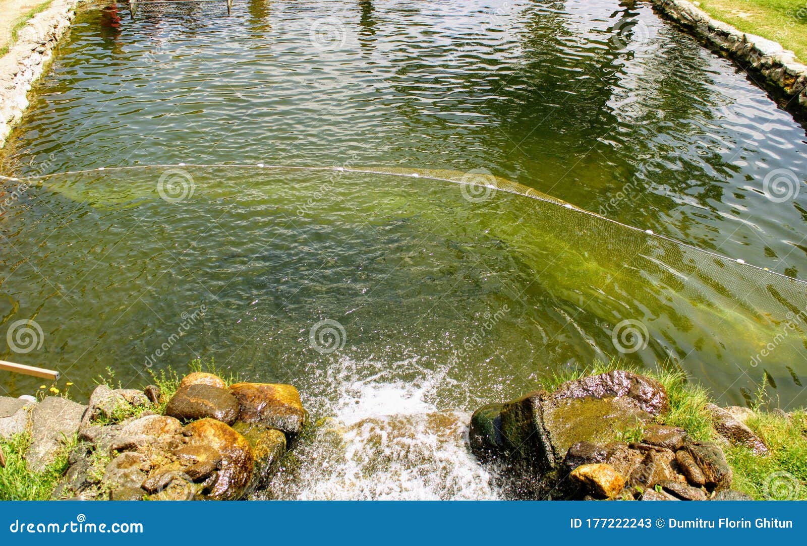 Artificial Pool for Fish Farming Stock Image - Image of nature, life ...