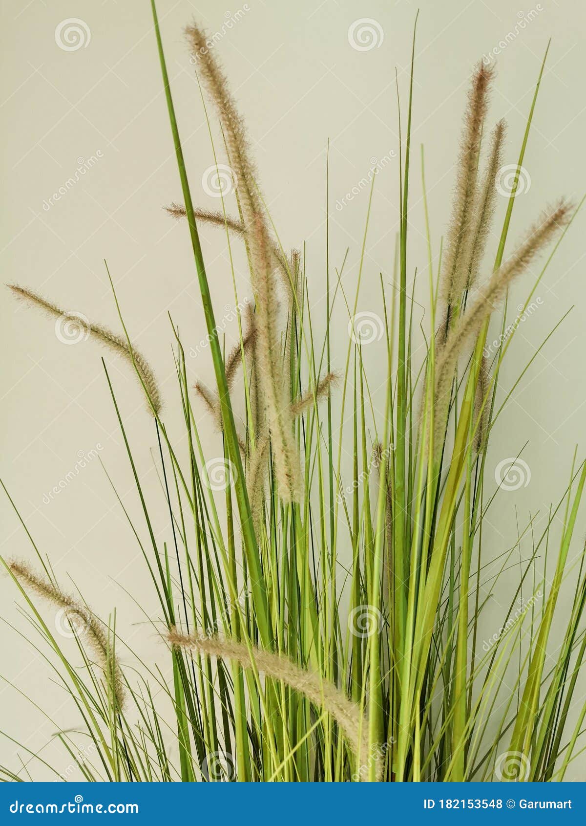 Artificial Reed Bush for Decoration Stock Photo - Image of nature, life ...