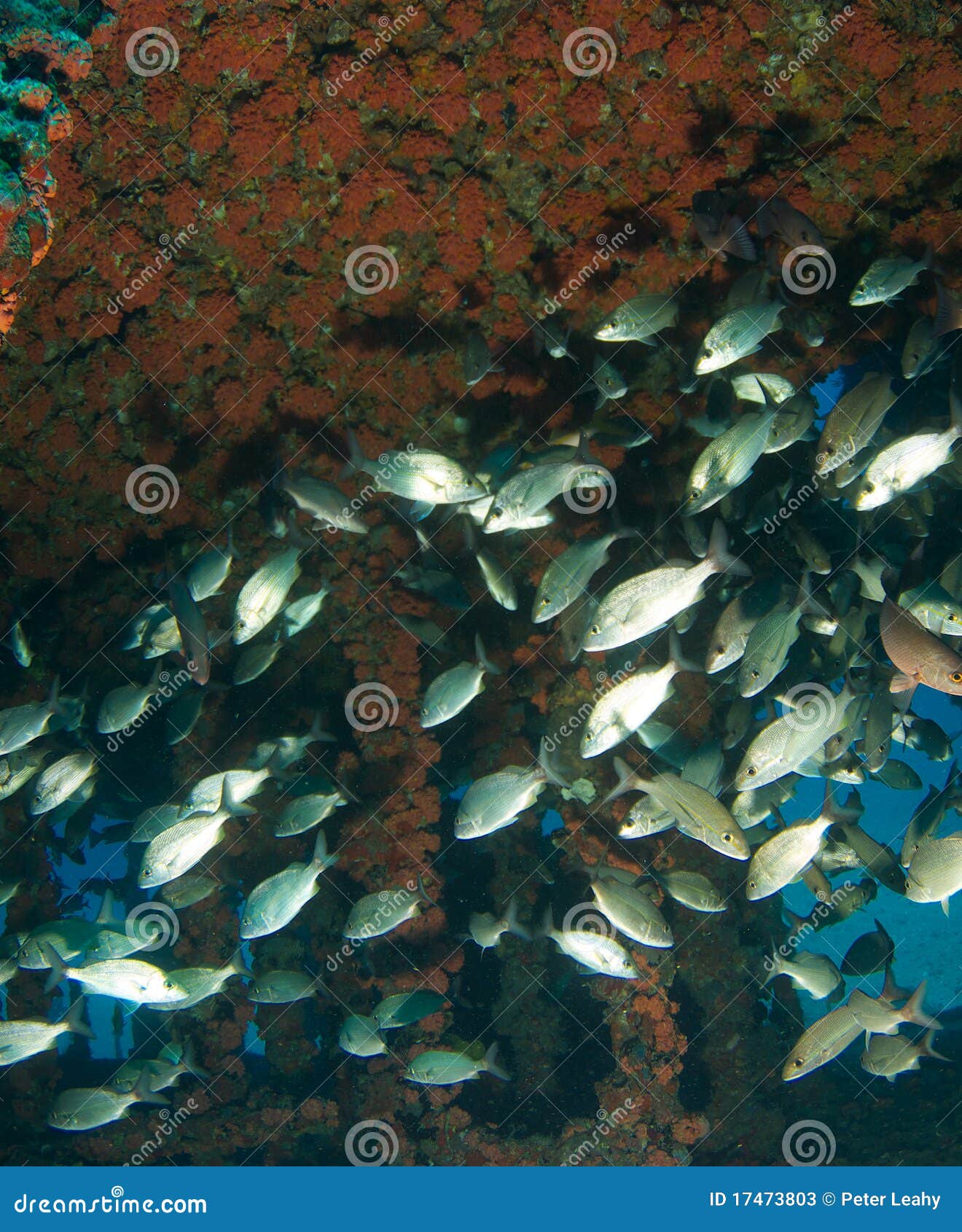 Artificial Reef Sea Defence System Royalty-Free Stock Image ...