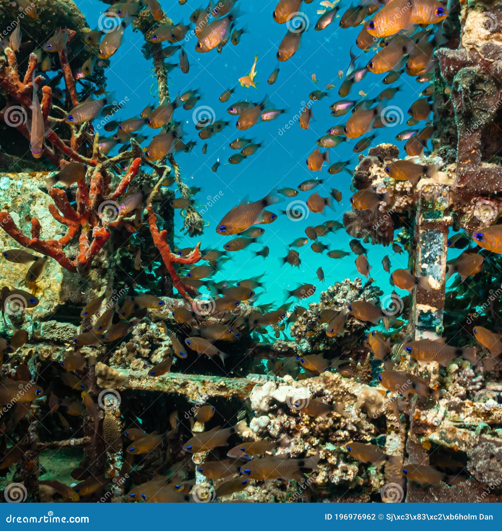An Artificial Reef Teeming with Fish. Picture from Egypt, the Red Sea ...