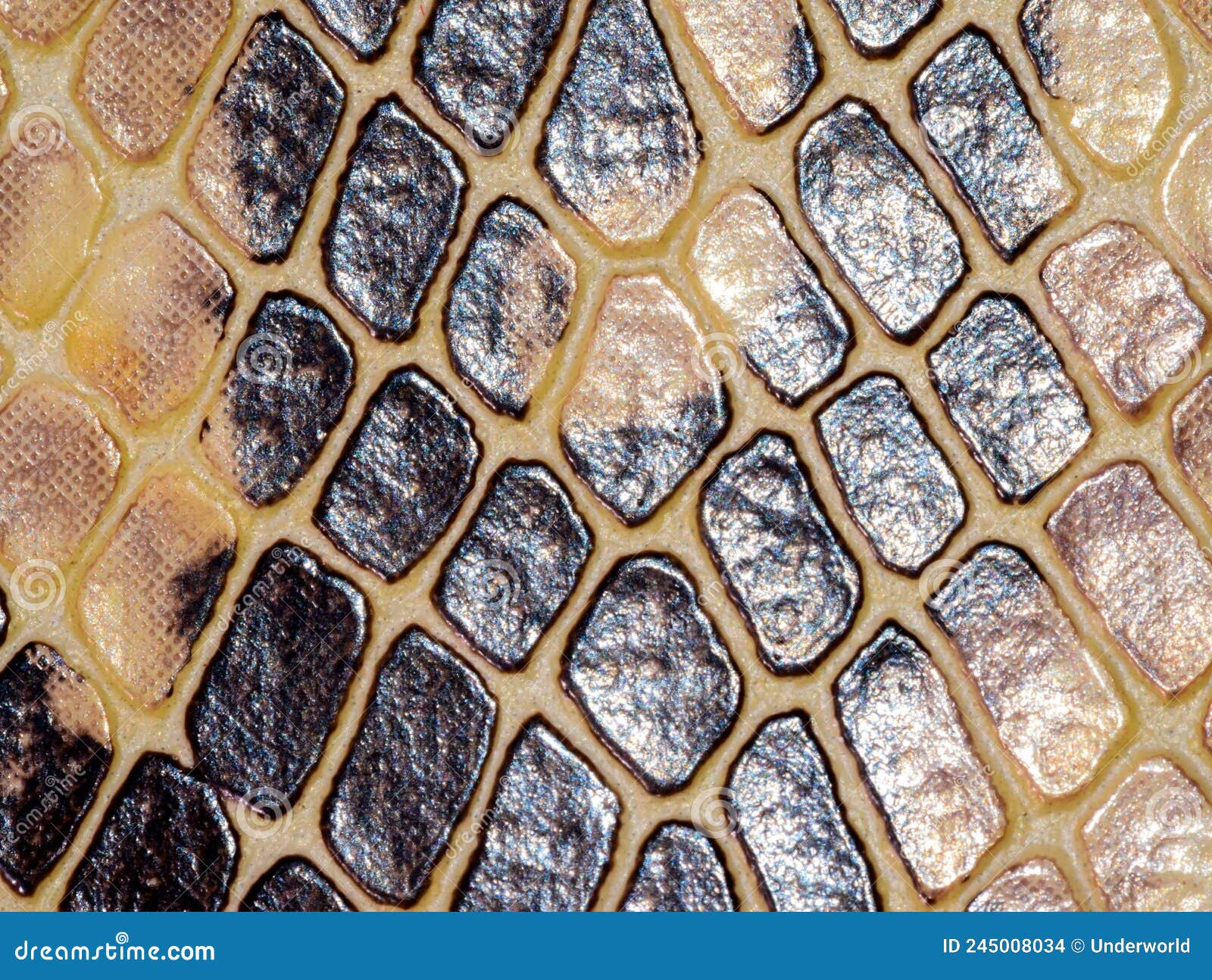 Snake Skin Seamless Pattern Texture Stock Photo - Image of python ...