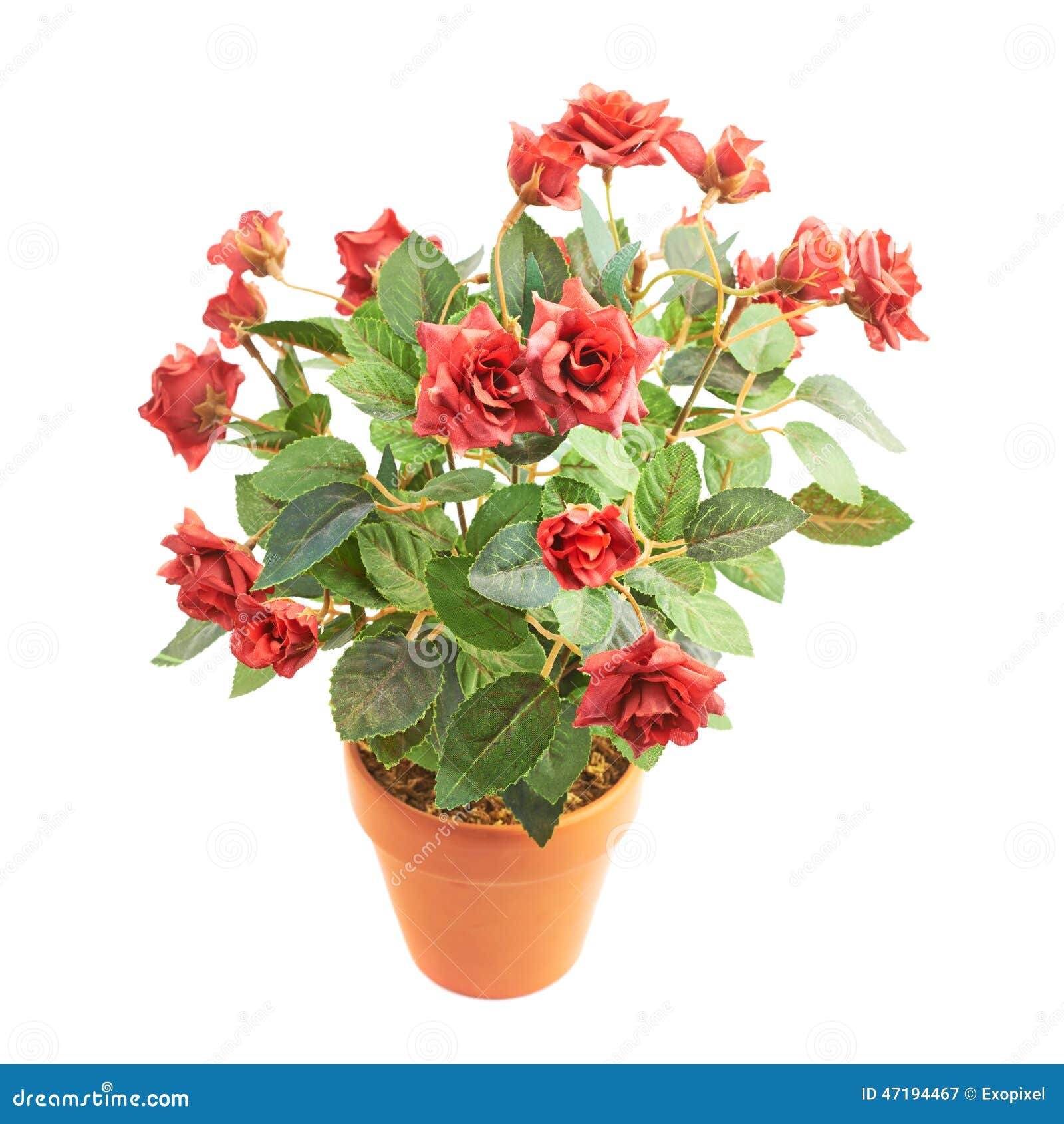 Artificial Rose Flower in a Pot Isolated Stock Image - Image of ...