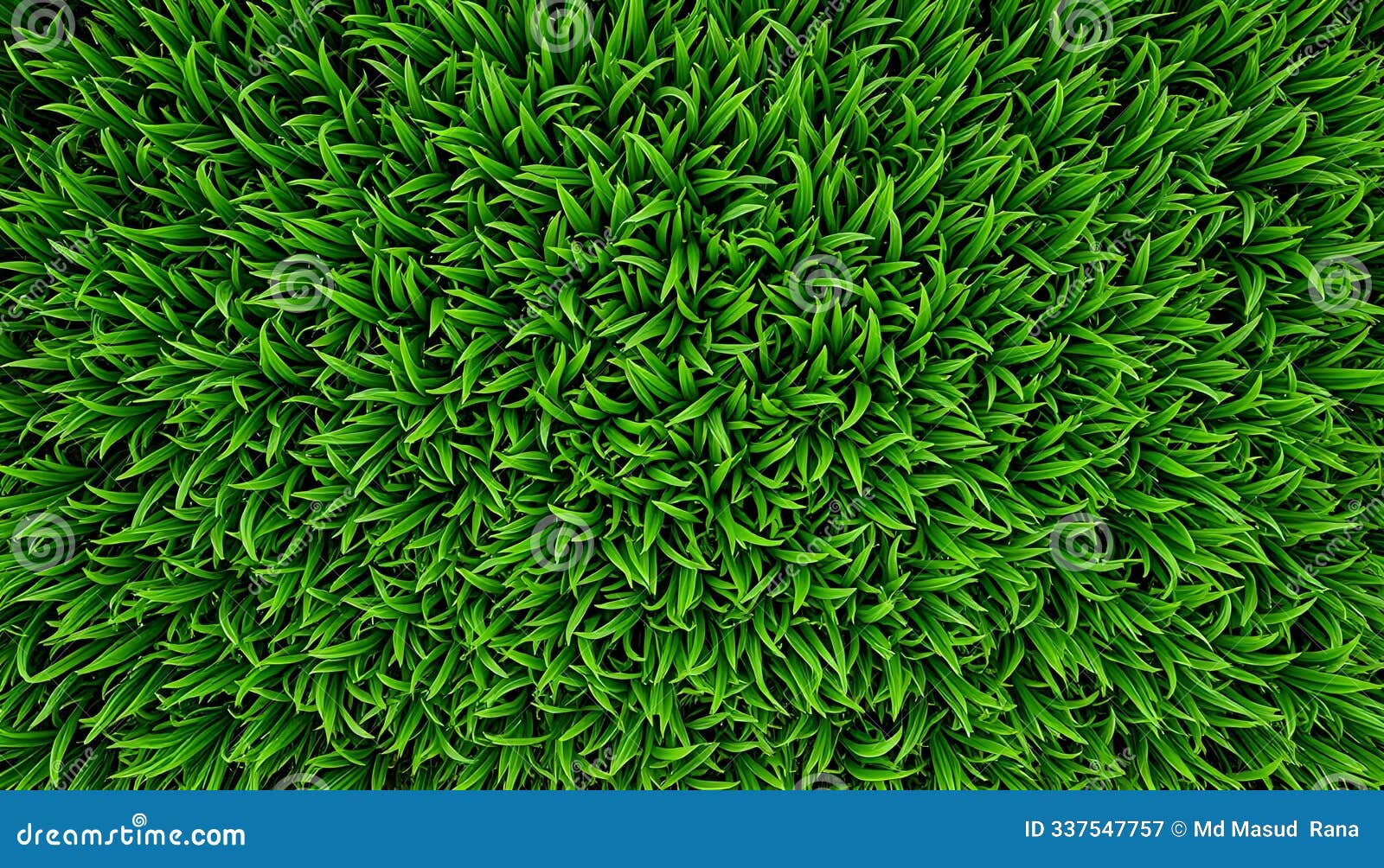 Top View Of Grass. Textures And Backgrounds Stock Photography ...