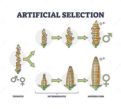 Artificial Selection with Selective Breeding for Vegetables Outline ...