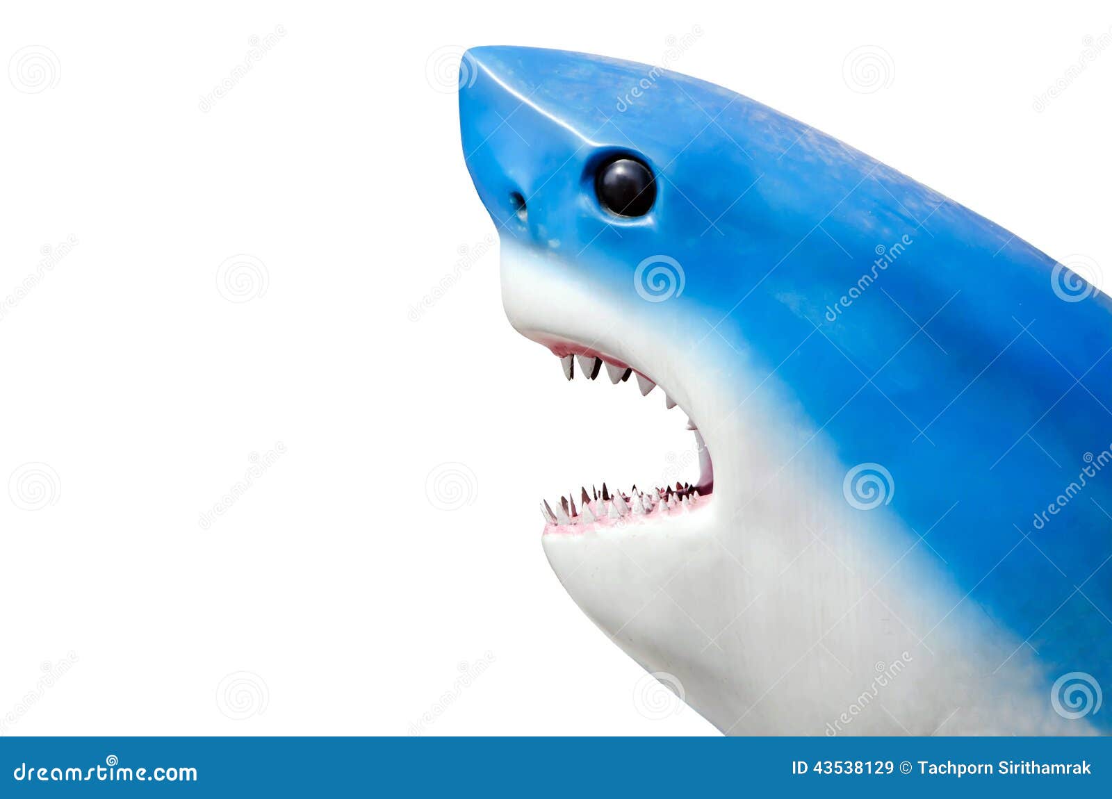 Shark Head Model Isolated On White Background With Clipping Pat Royalty ...