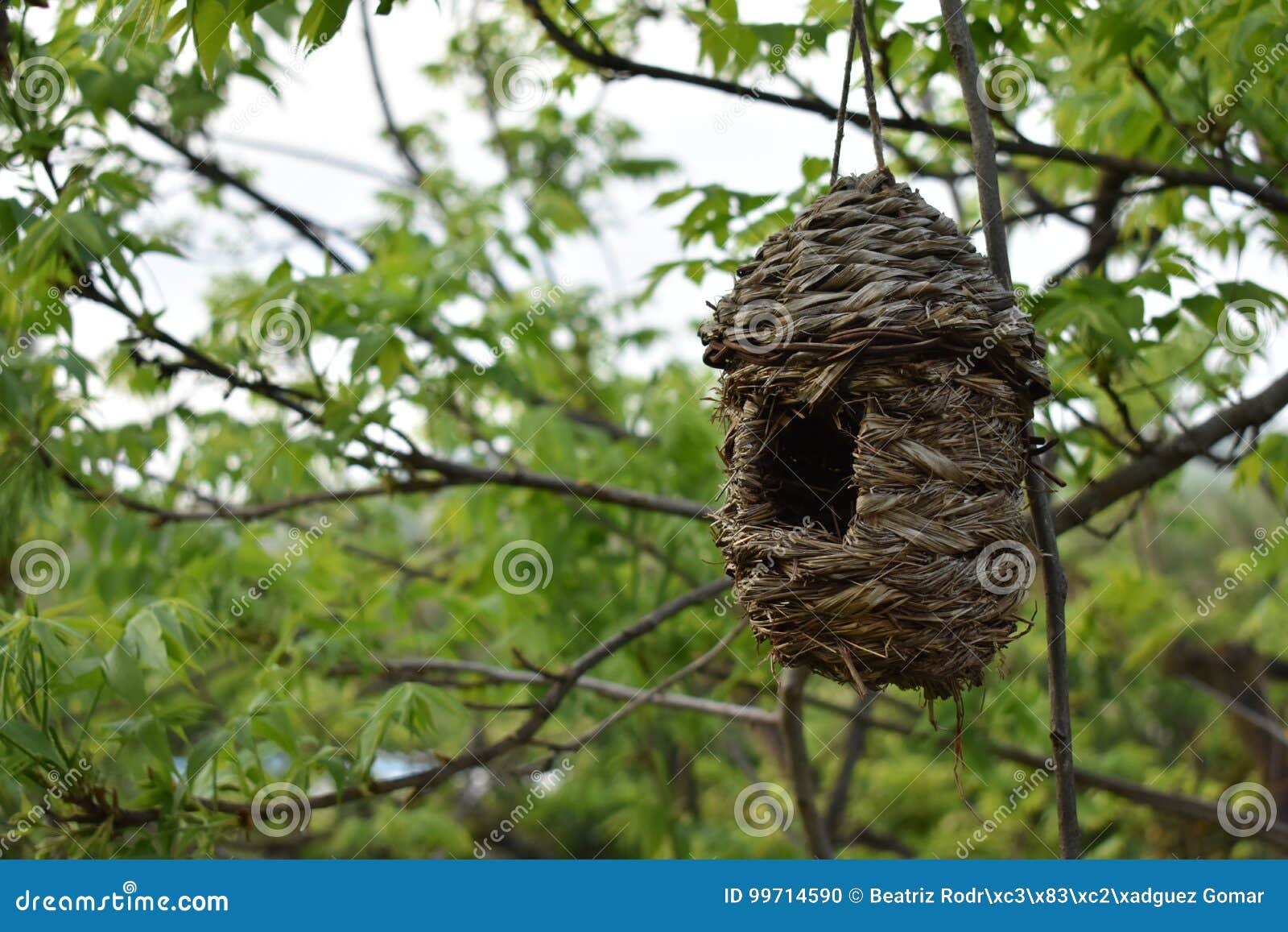 House for birds stock photo. Image of trees, nest, forest - 99714590