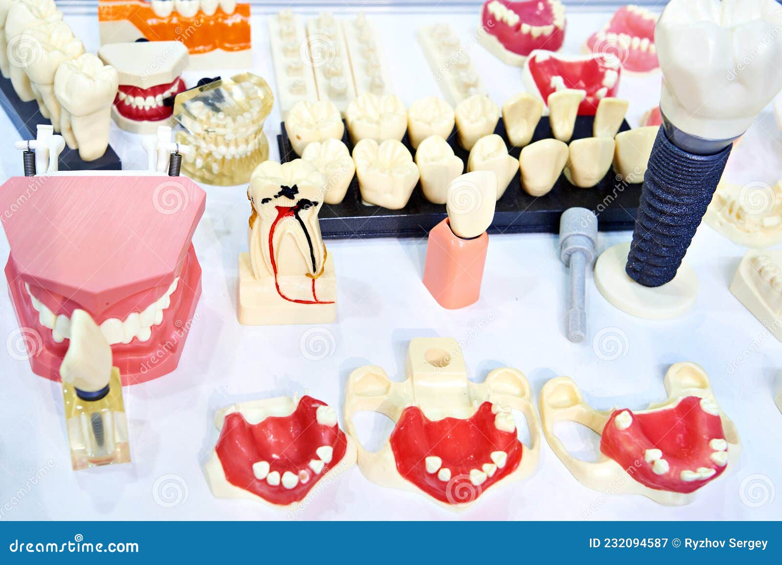 Artificial Teeth, Jaws and Bones of Human Face Head for Dentistry Stock ...
