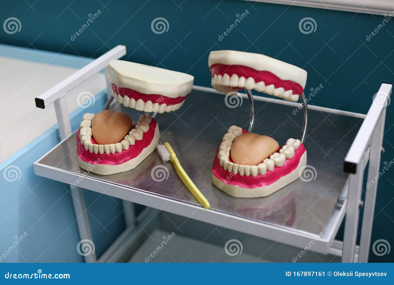 Artificial Teeth Models. the Models of Jaw. Jaw Layouts. Dental ...