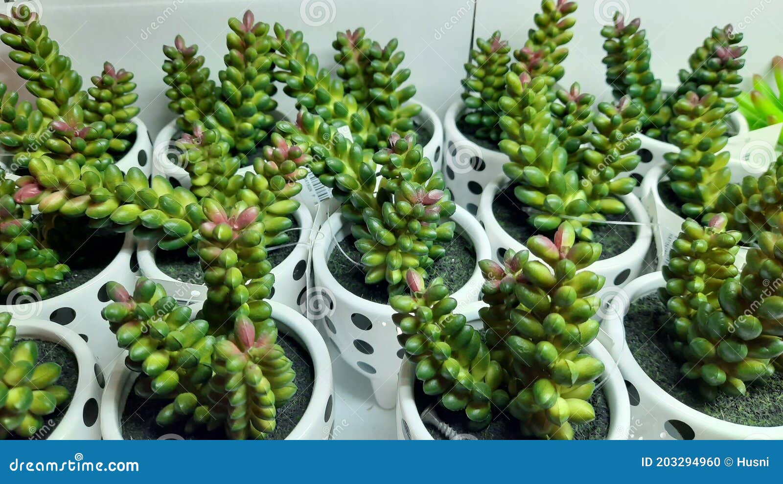 Artificial Tiny Little Green Tree Like Kaktus with White Little Vas ...