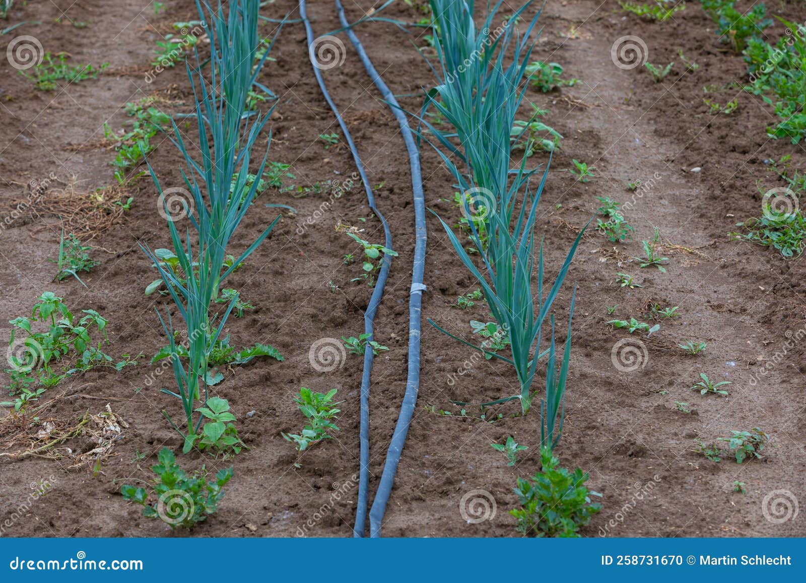Artificial Watering with Drop Watering Stock Photo - Image of drop ...