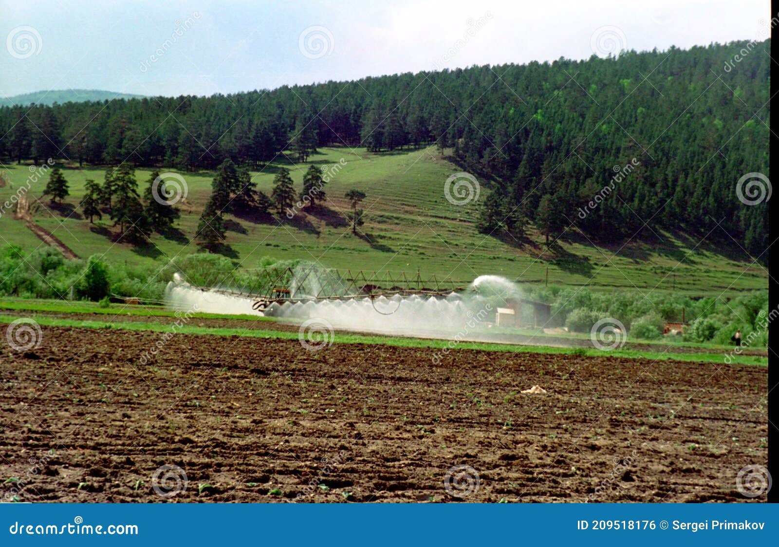 Artificial Watering of Plants in the Field Stock Photo - Image of ...