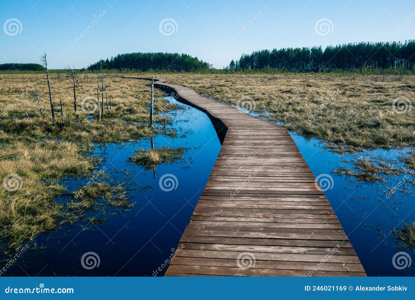 Wooden Road through the Swamp Stock Image - Image of swamp, tree: 246021169