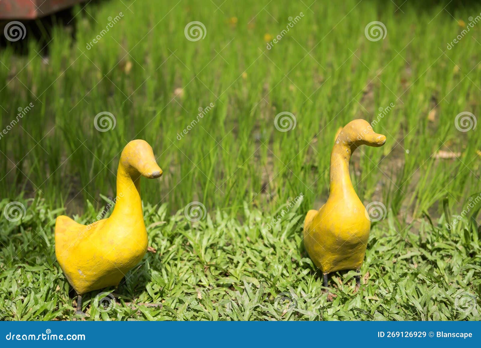 Artificial Yellow Ducks by Paddy Rice Farm Stock Image - Image of green ...