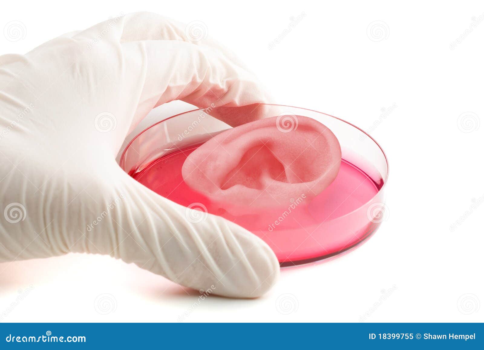 Artificially grown ear stock image. Image of media, biology - 18399755