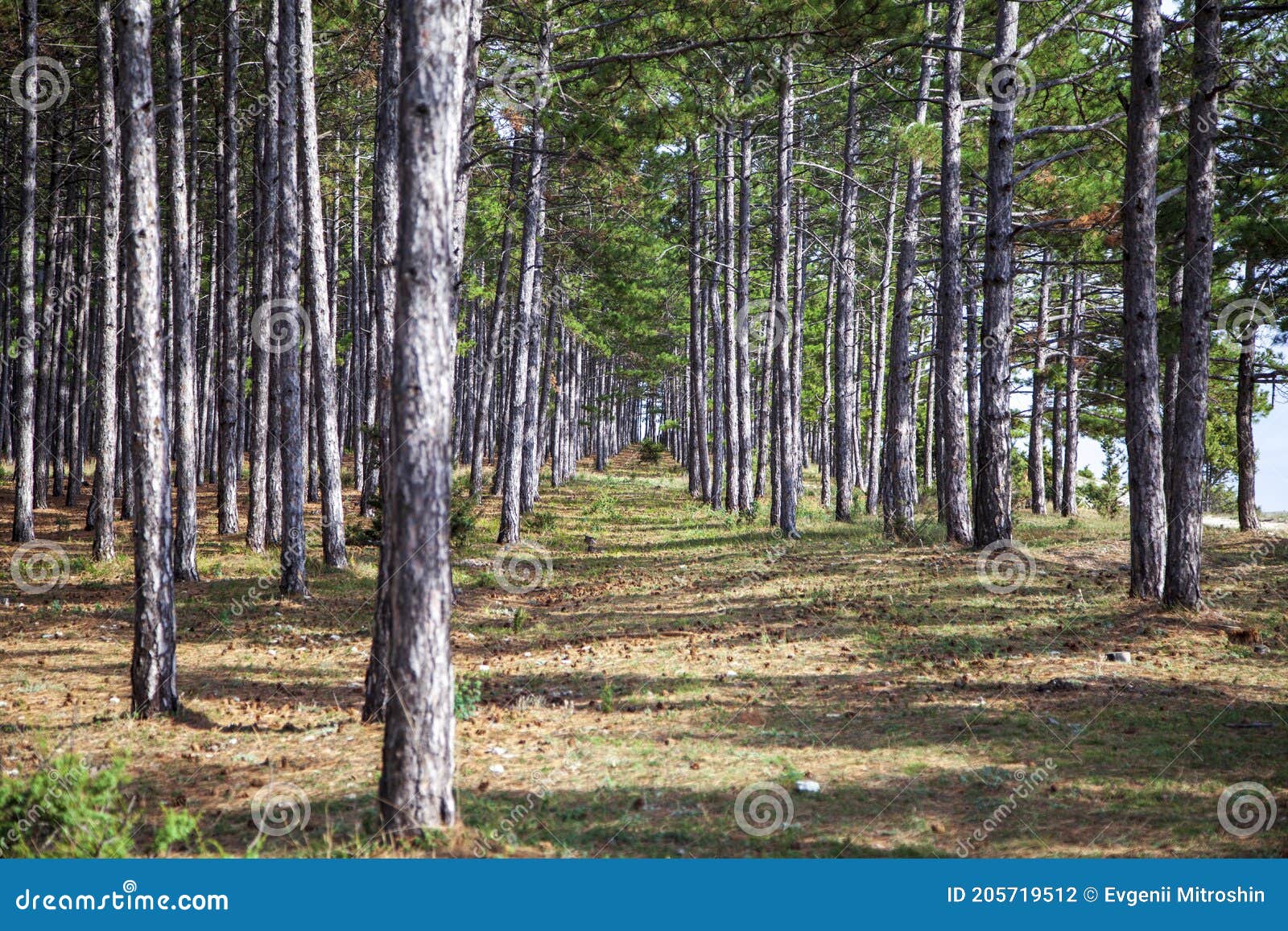 Artificially Planted Pine Grove Stock Photo - Image of young, village ...