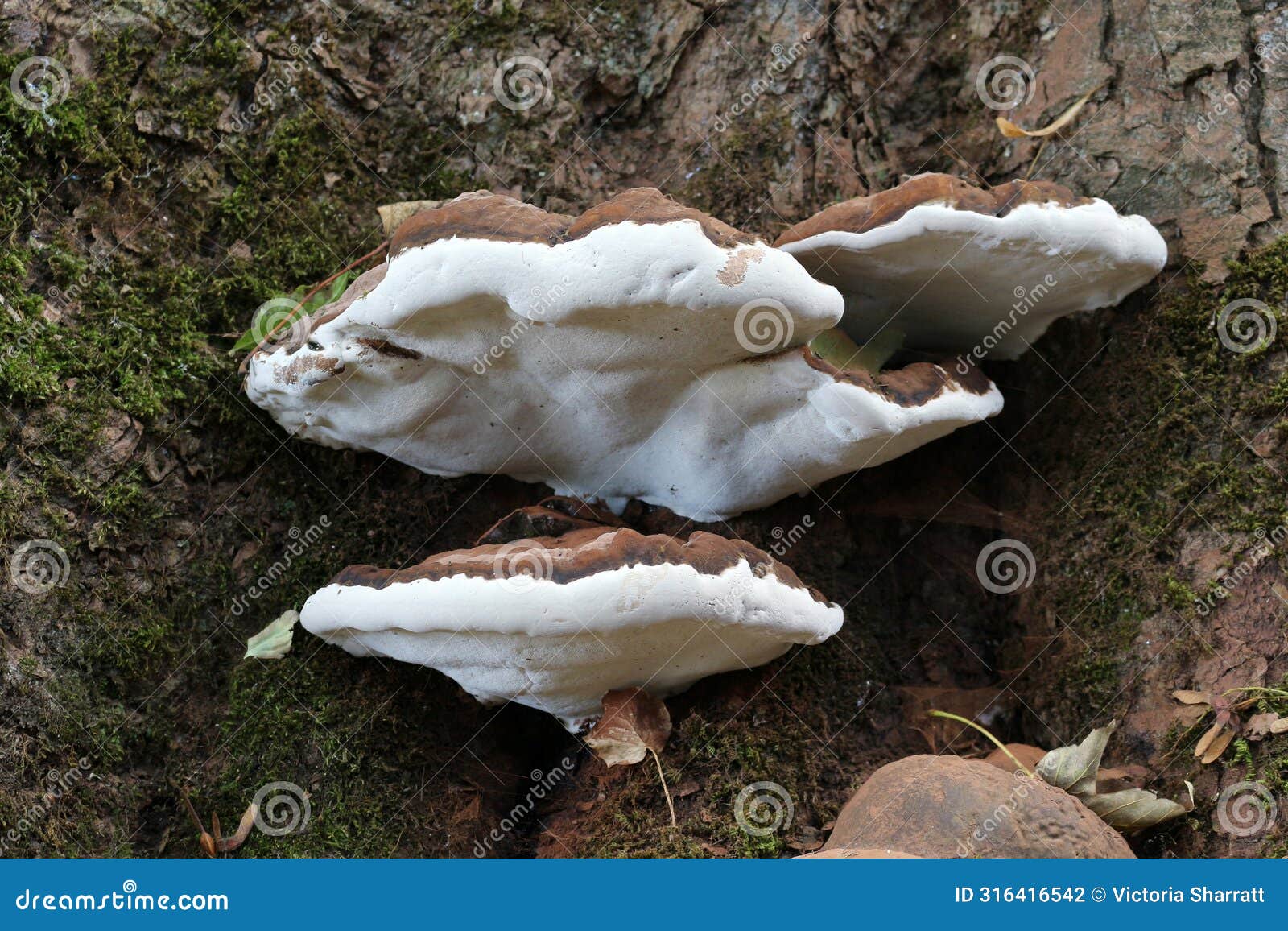 Artist Bracket Fungi stock photo. Image of closeup, natural - 316416542