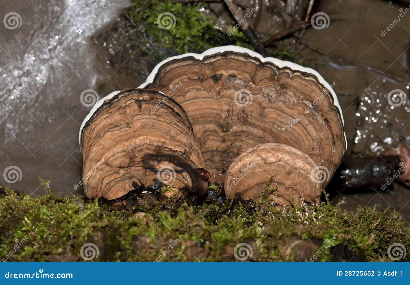 Artist Bracket Tree Mushroom Stock Photo - Image of medecines, medicin ...